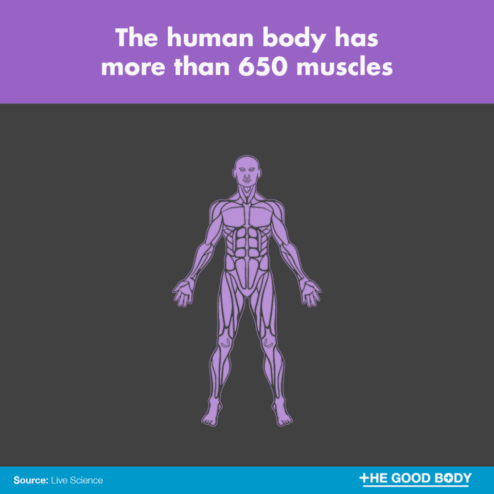 12 Fun Facts about Muscles